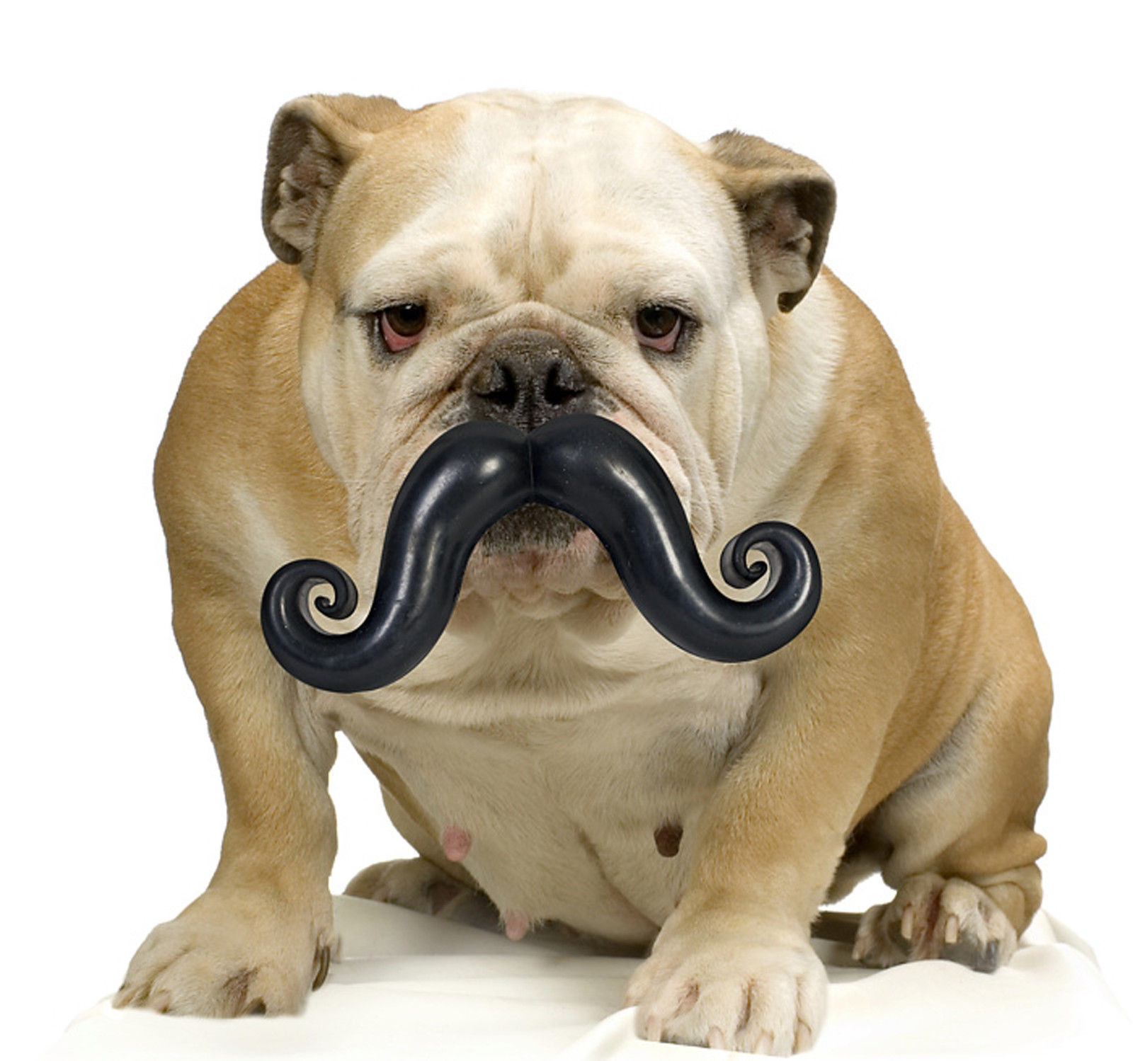 Humunga Mustache Fetch Toy for Dogs