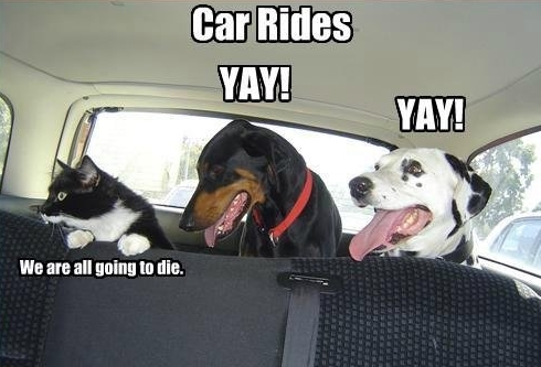 Dog Road Trip Memes Indiana Road Trip Vlog 1 YouTube